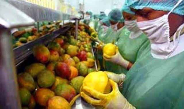 Exportación de mangos a Europa y Estados Unidos se incrementó en 25.8% ...