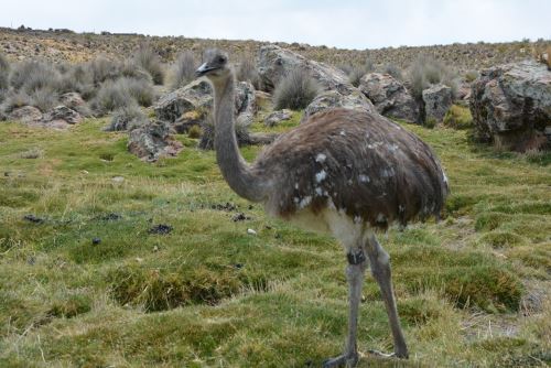 Suris conservados por el Minagri serán reintroducidos a su estado ...