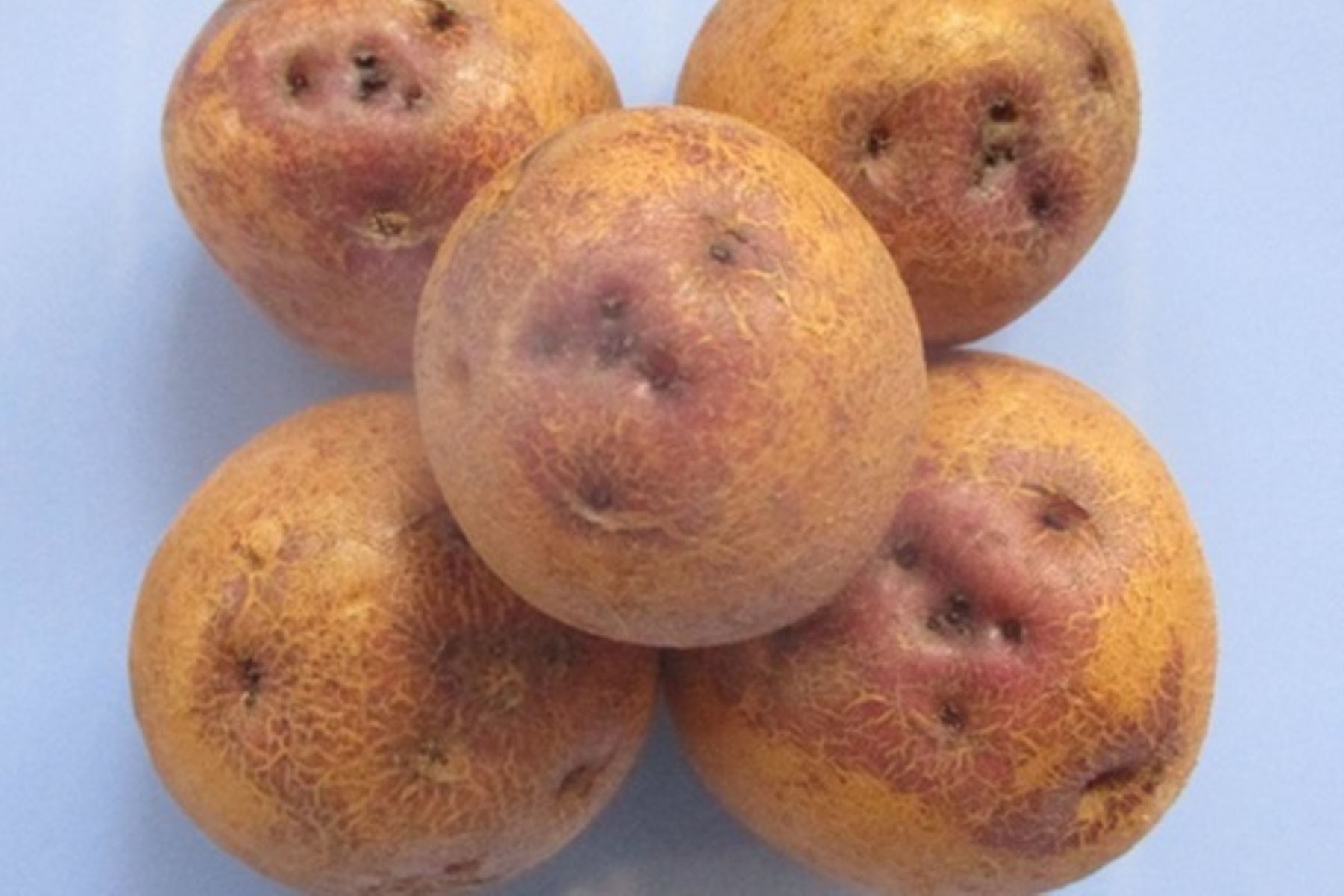 Midagri aprueba liberación de nueva variedad de papa “Perú Bicentenario”