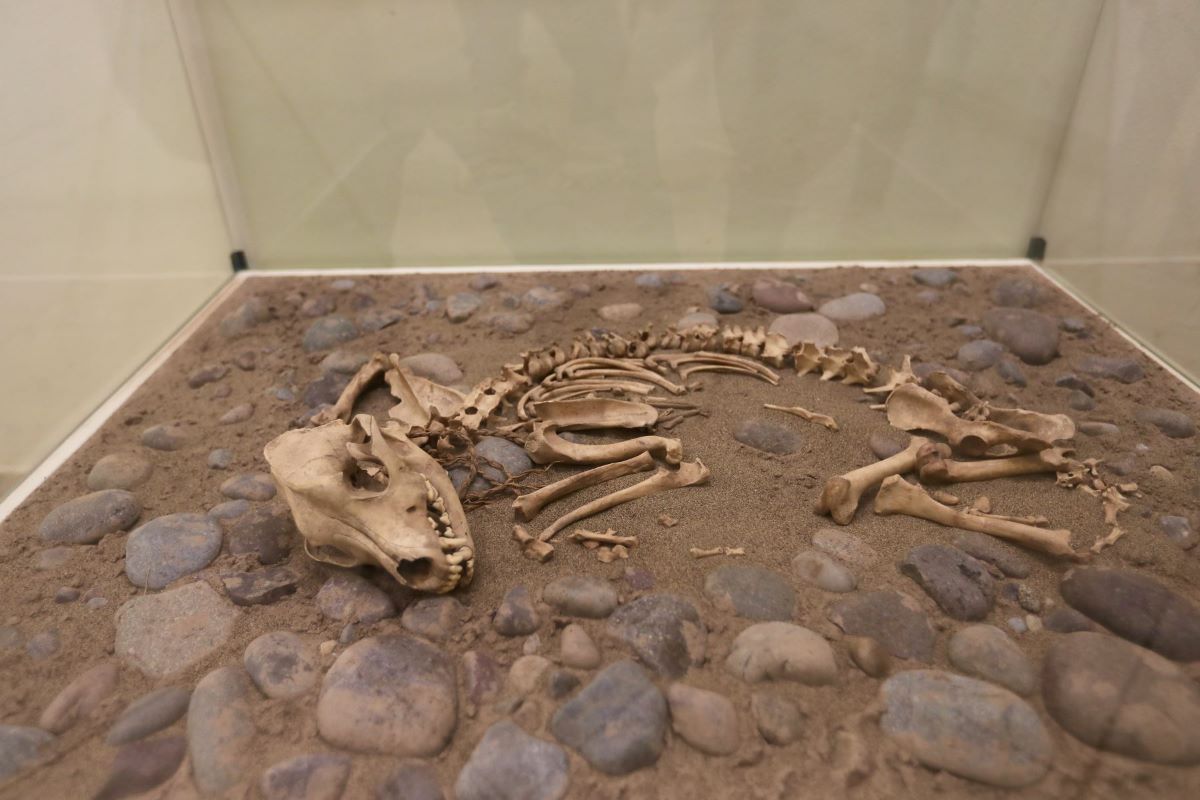 Parque de las Leyendas: visita el Museo de Sitio y conoce sus ...